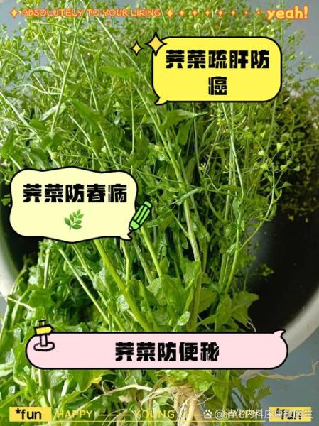 荠菜副作用有哪些_荠菜吃多了会中毒吗-第2张图片-山城妙识 荠菜副作用有哪些_荠菜吃多了会中毒吗-第2张图片-山城妙识