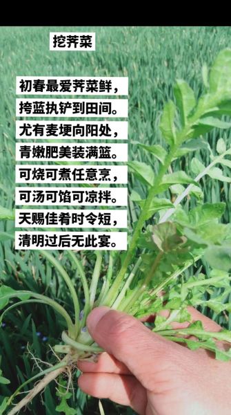 荠菜副作用有哪些_荠菜吃多了会中毒吗-第3张图片-山城妙识 荠菜副作用有哪些_荠菜吃多了会中毒吗-第3张图片-山城妙识