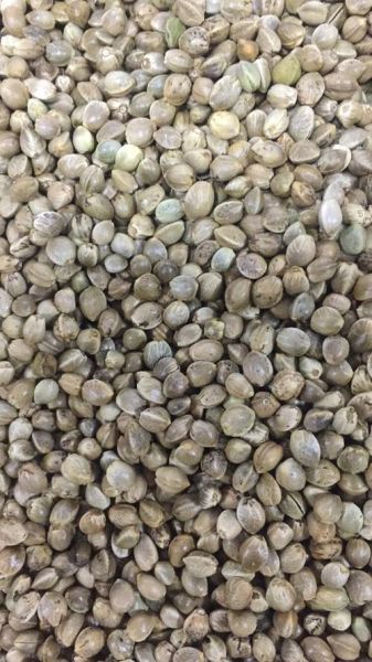 火麻籽图片_火麻籽长什么样-第3张图片-山城妙识