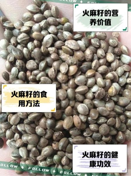 火麻籽图片_火麻籽长什么样-第2张图片-山城妙识