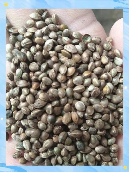 火麻籽图片_火麻籽长什么样-第1张图片-山城妙识