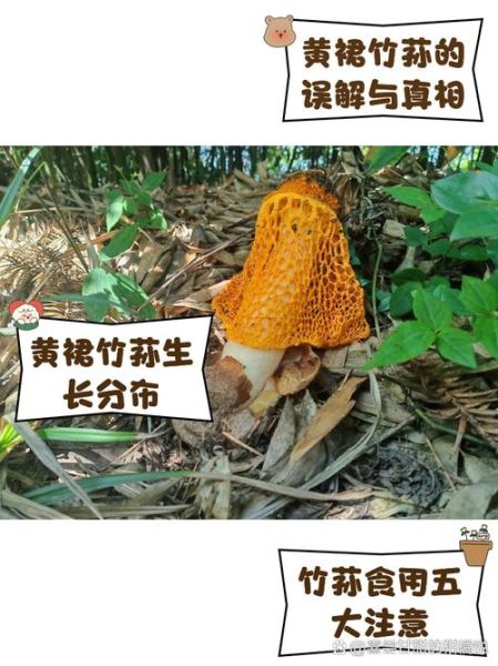 竹荪变黄了还能吃吗_竹荪发黄怎么处理-第1张图片-山城妙识