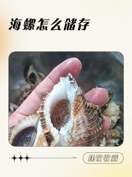 海螺怎么保存_海螺能放冰箱多久-第3张图片-山城妙识 海螺怎么保存_海螺能放冰箱多久-第3张图片-山城妙识