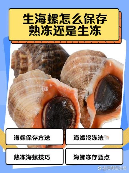 海螺怎么保存_海螺能放冰箱多久-第1张图片-山城妙识 海螺怎么保存_海螺能放冰箱多久-第1张图片-山城妙识