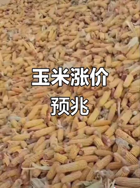 12月玉米价格走势_玉米行情还会涨吗-第2张图片-山城妙识