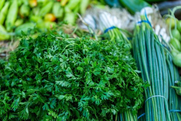 皇帝菜是茼蒿吗_皇帝菜和茼蒿的区别-第1张图片-山城妙识