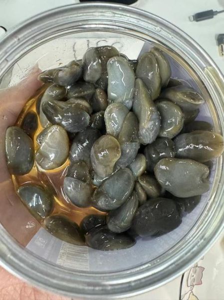 泥螺卵能吃吗_泥螺卵怎么清洗-第2张图片-山城妙识 泥螺卵能吃吗_泥螺卵怎么清洗-第2张图片-山城妙识