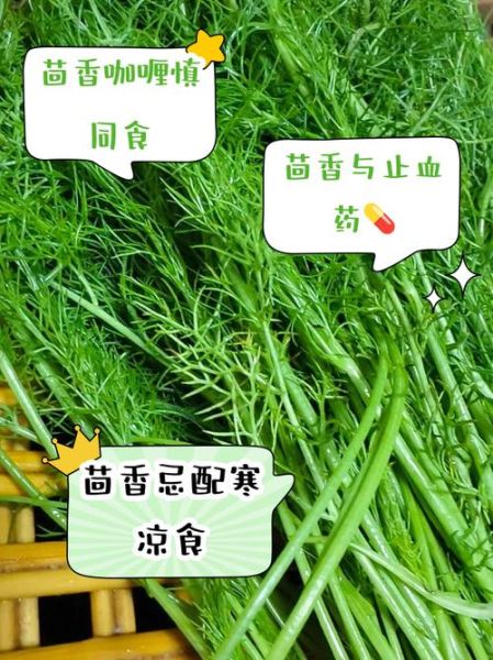 小茴香哪些人不能吃_孕妇能吃小茴香吗-第2张图片-山城妙识 小茴香哪些人不能吃_孕妇能吃小茴香吗-第2张图片-山城妙识