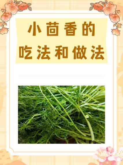 小茴香哪些人不能吃_孕妇能吃小茴香吗-第1张图片-山城妙识 小茴香哪些人不能吃_孕妇能吃小茴香吗-第1张图片-山城妙识