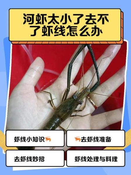 活虾怎么处理_活虾去虾线最简单的方法-第3张图片-山城妙识 活虾怎么处理_活虾去虾线最简单的方法-第3张图片-山城妙识