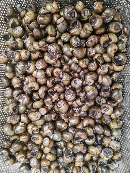 辣炒田螺怎么做_辣炒田螺要焯水吗-第2张图片-山城妙识 辣炒田螺怎么做_辣炒田螺要焯水吗-第2张图片-山城妙识