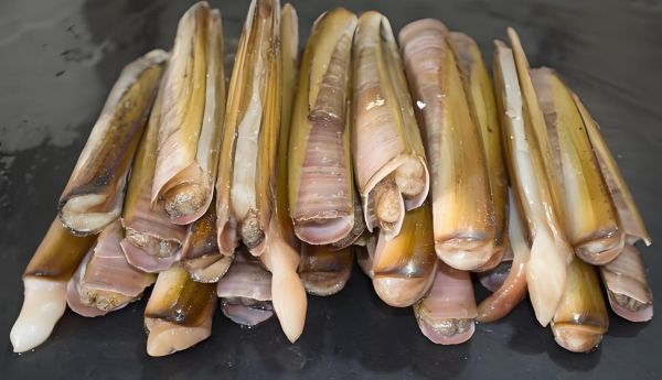 蛏子王怎么洗内脏_蛏子王内脏清理步骤-第3张图片-山城妙识