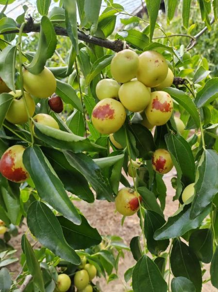 新鲜枣子的功效与作用_新鲜枣子的禁忌有哪些-第3张图片-山城妙识