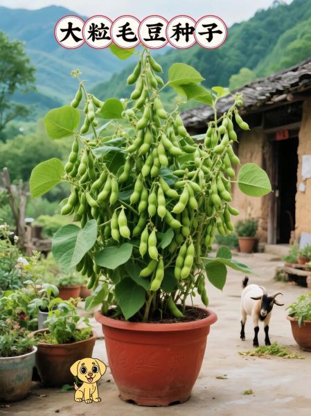 哪些人不宜吃毛豆_毛豆过敏人群能吃吗-第3张图片-山城妙识 哪些人不宜吃毛豆_毛豆过敏人群能吃吗-第3张图片-山城妙识