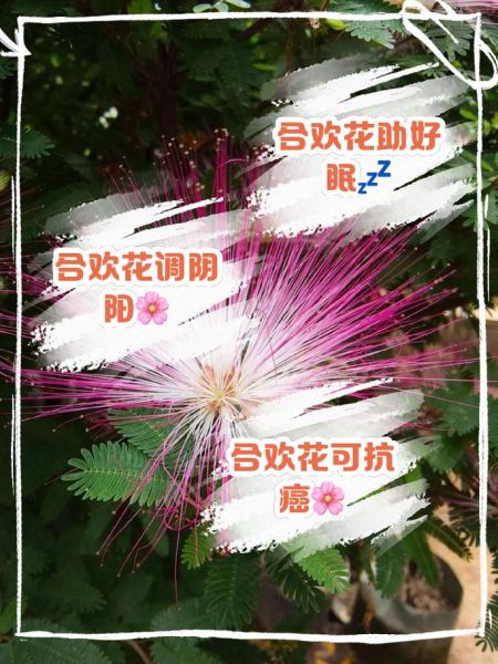 合欢花与什么搭配治失眠最佳_合欢花治失眠的配方-第3张图片-山城妙识 合欢花与什么搭配治失眠最佳_合欢花治失眠的配方-第3张图片-山城妙识