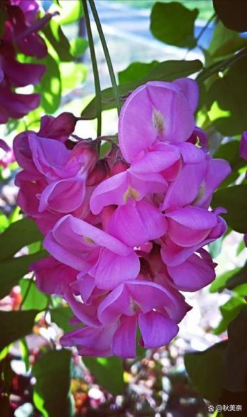 紫色槐花怎么吃_紫色槐花的做法大全-第1张图片-山城妙识