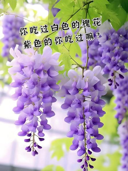 紫色槐花怎么吃_紫色槐花的做法大全-第2张图片-山城妙识