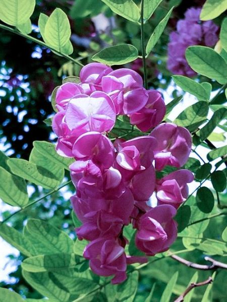 紫色槐花怎么吃_紫色槐花的做法大全-第3张图片-山城妙识