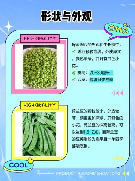 荷兰豆是中国豆吗_荷兰豆和中国豌豆的区别-第1张图片-山城妙识 荷兰豆是中国豆吗_荷兰豆和中国豌豆的区别-第1张图片-山城妙识