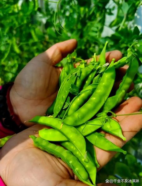 荷兰豆是中国豆吗_荷兰豆和中国豌豆的区别-第2张图片-山城妙识 荷兰豆是中国豆吗_荷兰豆和中国豌豆的区别-第2张图片-山城妙识