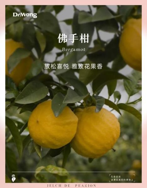 佛手柑香气是什么味道_佛手柑精油怎么闻最正宗-第1张图片-山城妙识