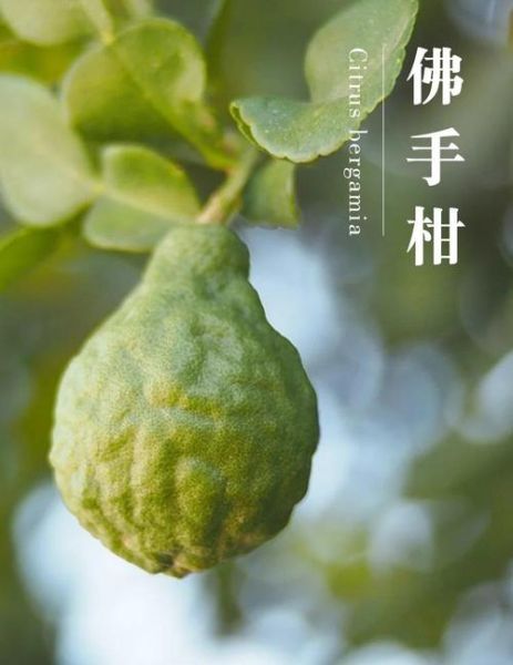 佛手柑香气是什么味道_佛手柑精油怎么闻最正宗-第2张图片-山城妙识
