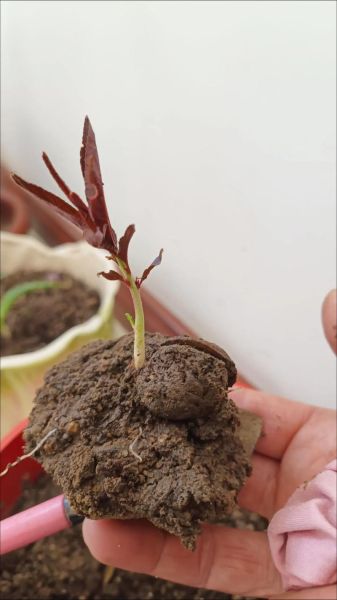 桃子核能种吗_桃子核怎么发芽-第1张图片-山城妙识