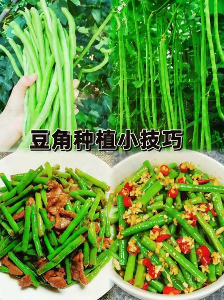 豇豆种植技术视频_豇豆怎么种才高产-第2张图片-山城妙识