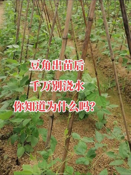 豇豆种植技术视频_豇豆怎么种才高产-第3张图片-山城妙识