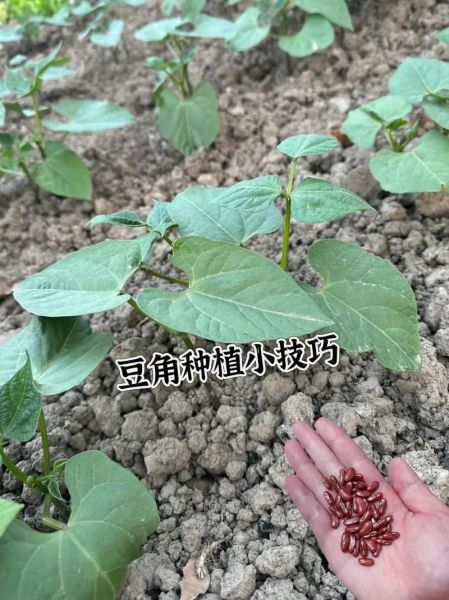 豇豆种植技术视频_豇豆怎么种才高产-第1张图片-山城妙识