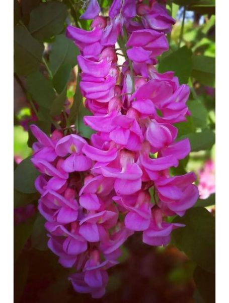 红槐花和紫槐花的区别_如何区分红槐花与紫槐花-第2张图片-山城妙识