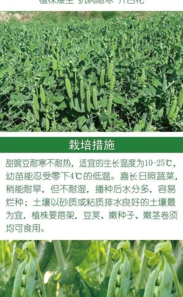 甜豌豆怎么种_甜豌豆几月播种最好-第1张图片-山城妙识