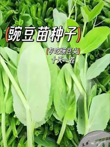 甜豌豆怎么种_甜豌豆几月播种最好-第2张图片-山城妙识