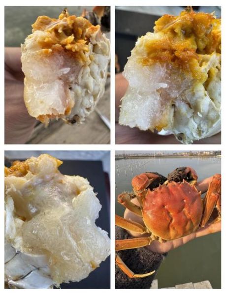 大闸蟹公蟹的膏是什么_公蟹膏高清图怎么看-第1张图片-山城妙识 大闸蟹公蟹的膏是什么_公蟹膏高清图怎么看-第1张图片-山城妙识