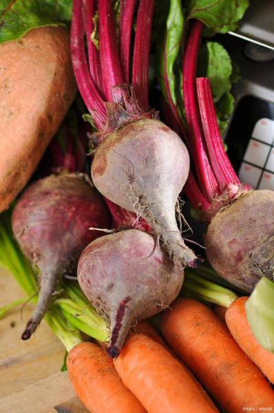 菜头是什么菜_菜头与萝卜区别-第2张图片-山城妙识 菜头是什么菜_菜头与萝卜区别-第2张图片-山城妙识