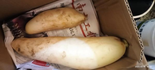 菜头是什么菜_菜头与萝卜区别-第3张图片-山城妙识 菜头是什么菜_菜头与萝卜区别-第3张图片-山城妙识