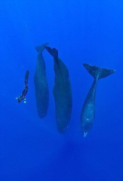 大王酸浆鱿鱼有多大_大王酸浆鱿鱼和抹香鲸谁厉害-第1张图片-山城妙识