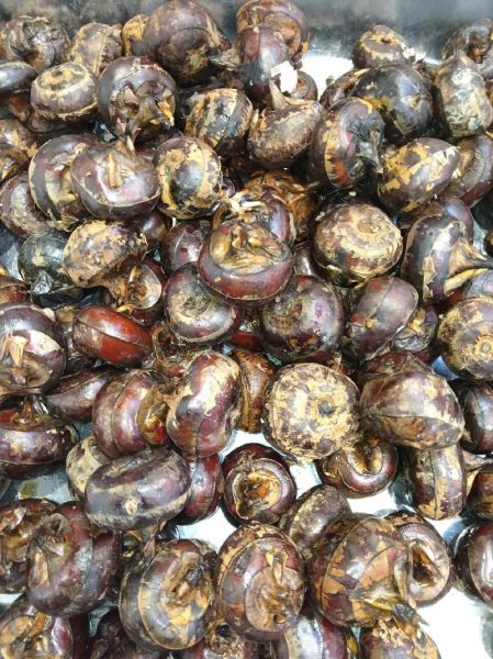 马蹄是水果还是蔬菜_马蹄属于哪一类食物-第1张图片-山城妙识