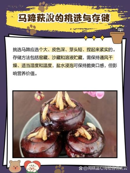 马蹄是水果还是蔬菜_马蹄属于哪一类食物-第3张图片-山城妙识