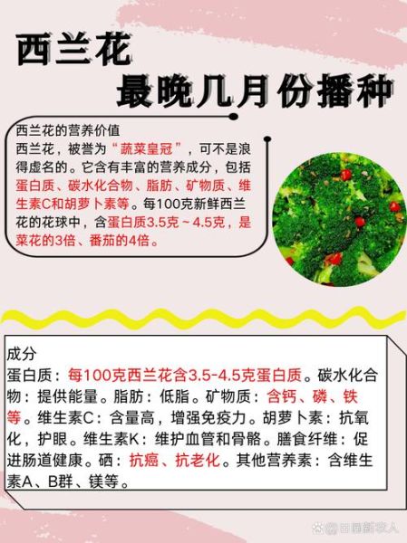 西兰花怎么种_西兰花种植时间-第2张图片-山城妙识