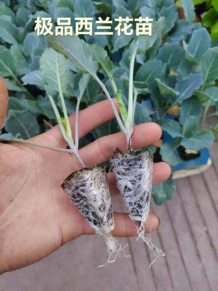 西兰花怎么种_西兰花种植时间-第1张图片-山城妙识