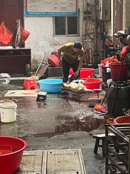 杀狗全过程放血_如何人道操作-第1张图片-山城妙识