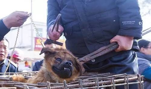 杀狗全过程放血_如何人道操作-第2张图片-山城妙识