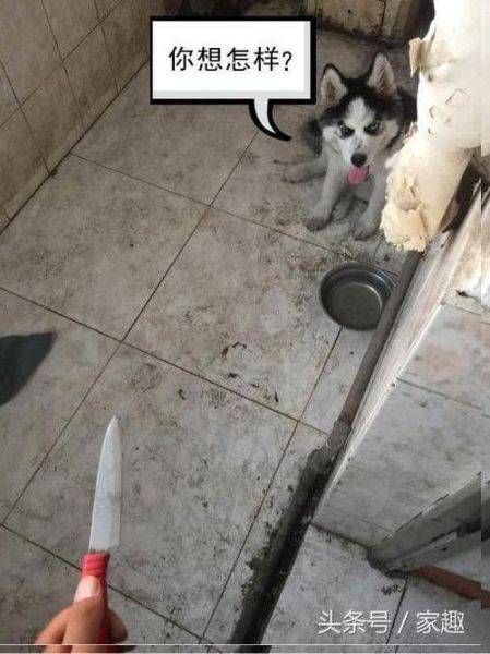 杀狗全过程放血_如何人道操作-第3张图片-山城妙识