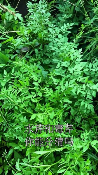 水芹菜和毒芹菜的区别_如何一眼分辨-第2张图片-山城妙识