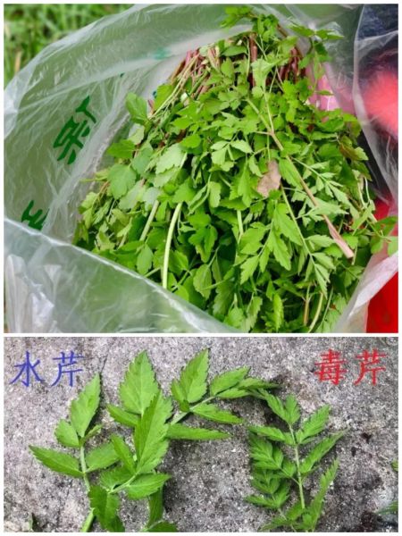 水芹菜和毒芹菜的区别_如何一眼分辨-第1张图片-山城妙识