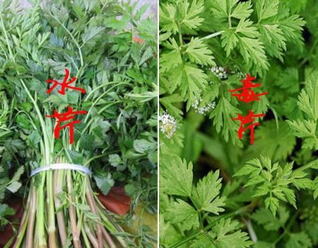 水芹菜和毒芹菜的区别_如何一眼分辨-第3张图片-山城妙识