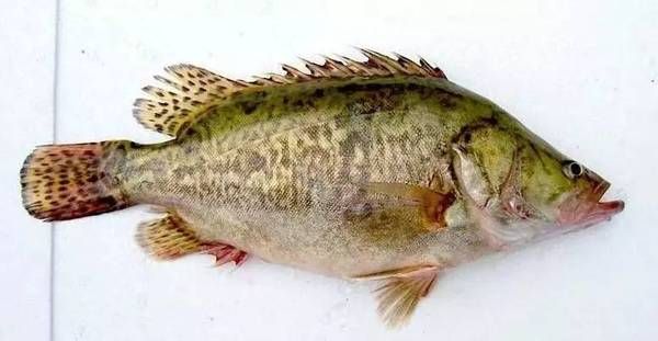 臭鳜鱼读音是什么_臭鳜鱼怎么读才正宗-第1张图片-山城妙识