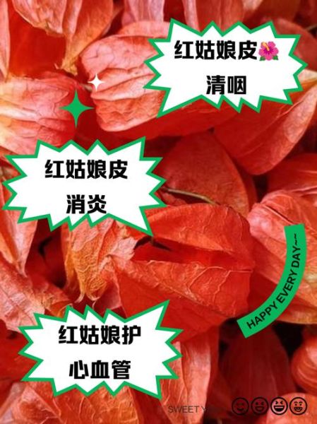 红姑娘皮泡水喝的功效_红姑娘皮泡水怎么喝-第2张图片-山城妙识