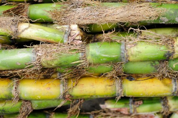 甘蔗图片大全大图_高清甘蔗图片怎么拍-第3张图片-山城妙识